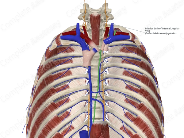 Inferior Bulb of Internal Jugular Vein | Complete Anatomy