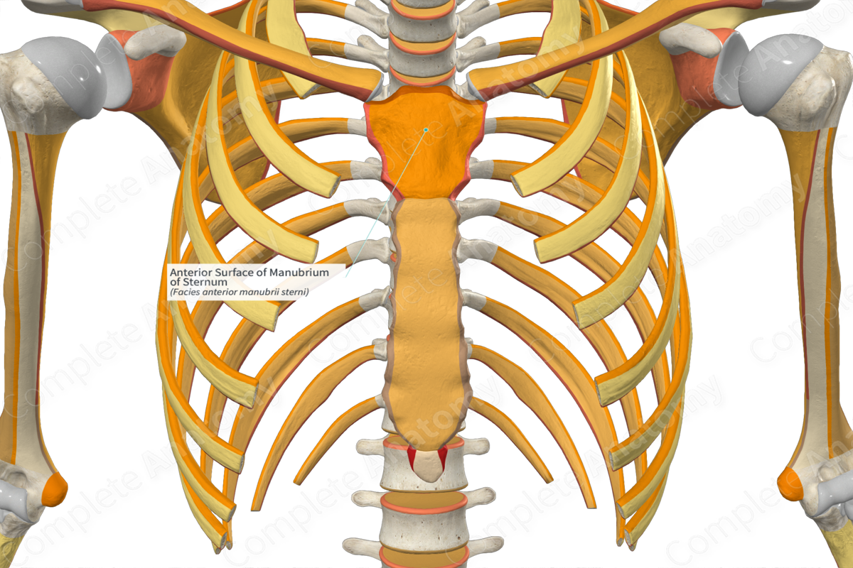 Anterior Surface of Manubrium of Sternum | Complete Anatomy