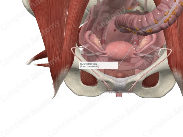 Paravesical Fossa