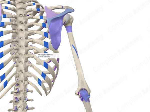 Olecranon Fossa | Complete Anatomy