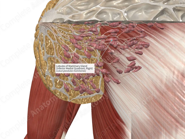 Lobules of Mammary Gland (Inferior Medial Quadrant; Right) | Complete ...