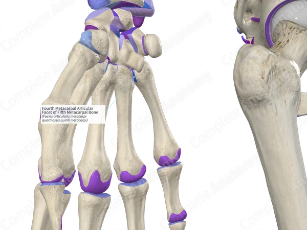 Fourth Metacarpal Articular Facet of Fifth Metacarpal Bone | Complete ...