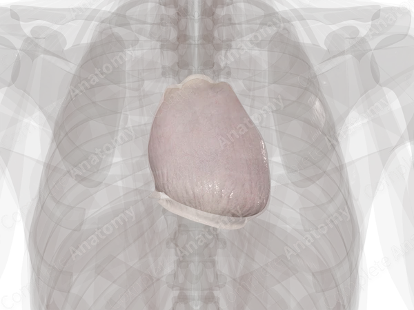 Pericardium | Complete Anatomy