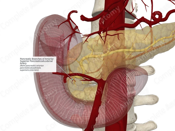 Pancreatic Branches of Anterior Superior Pancreaticoduodenal Artery ...