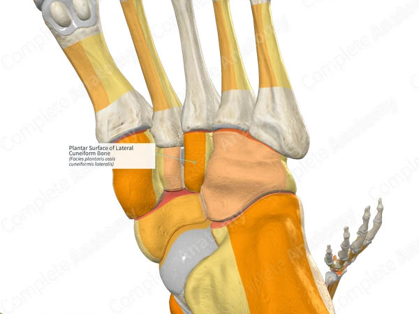 Plantar Surface of Lateral Cuneiform Bone | Complete Anatomy