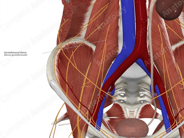 Genitofemoral Nerve | Complete Anatomy