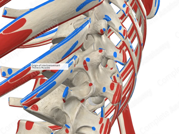 Origin of Intertransversarii Thoracis Muscles | Complete Anatomy