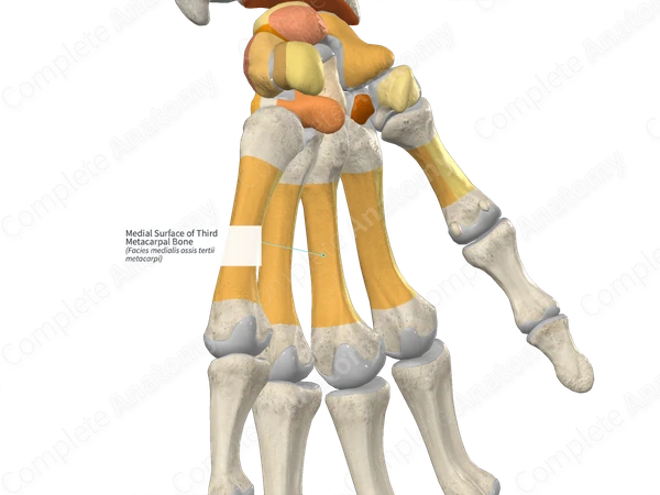 Medial Surface of Third Metacarpal Bone | Complete Anatomy