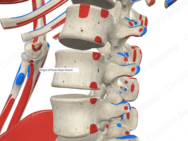 Origin of Psoas Major Muscle | Complete Anatomy