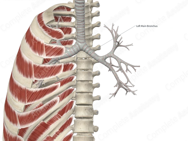 Left Main Bronchus | Complete Anatomy