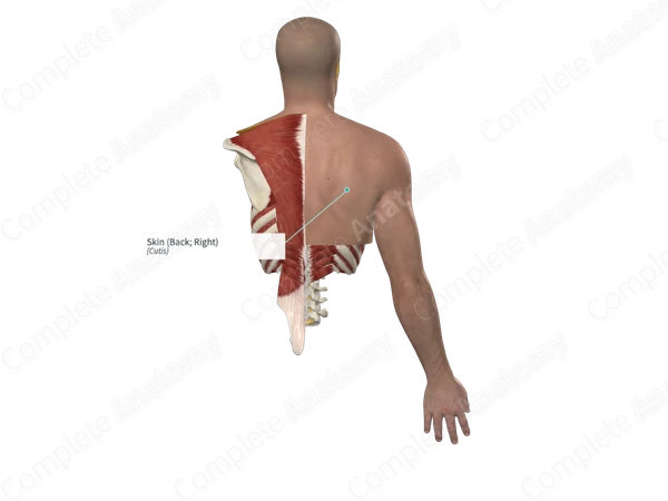 Skin (Back; Right) | Complete Anatomy
