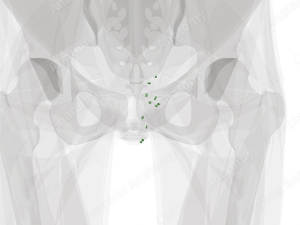 Visceral Pelvic Lymph Nodes (Left) | Complete Anatomy