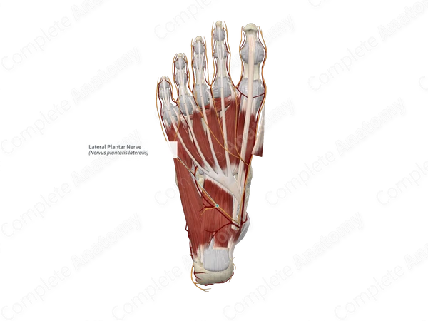 Lateral Plantar Nerve Wikipedia Foot And Ankle Structure And Function