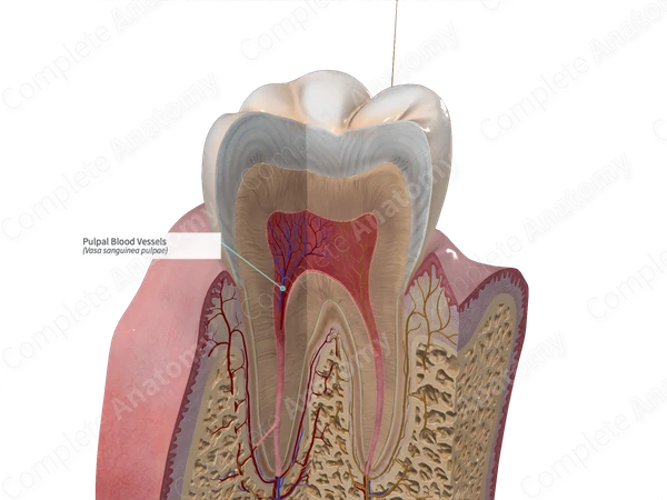 Pulpal Blood Vessels | Complete Anatomy