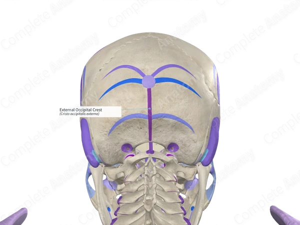 External Occipital Crest | Complete Anatomy