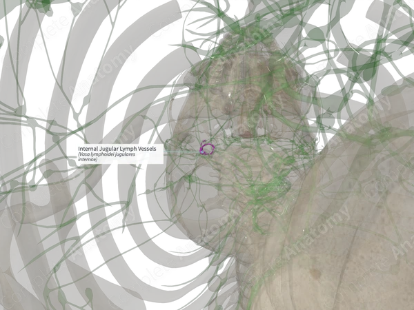 Internal Jugular Lymph Vessels (Left) | Complete Anatomy