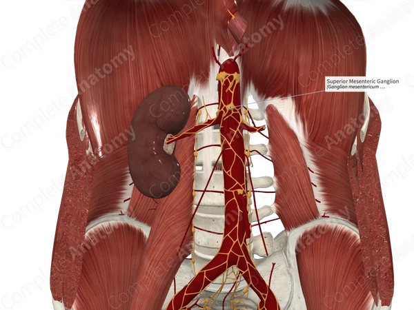 Superior Mesenteric Ganglion | Complete Anatomy