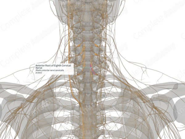 Anterior Root of Eighth Cervical Nerve (Right) | Complete Anatomy