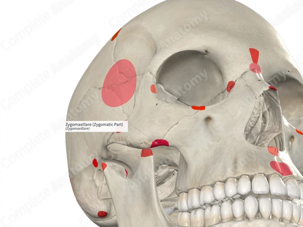 Zygomaxillare (Zygomatic Part) | Complete Anatomy