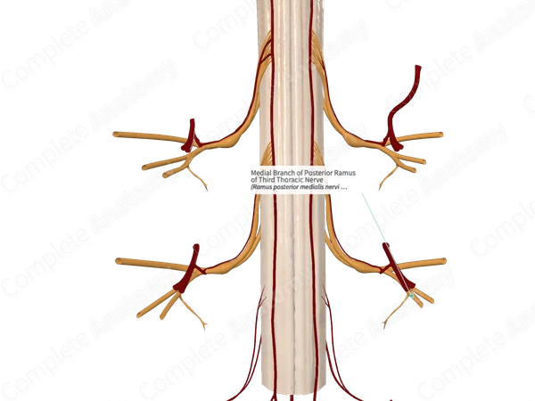 Medial Branch of Posterior Ramus of Third Thoracic Nerve | Complete Anatomy