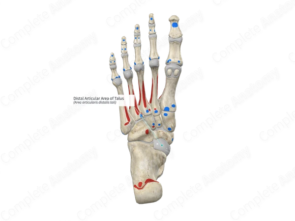 Distal Articular Area of Talus | Complete Anatomy