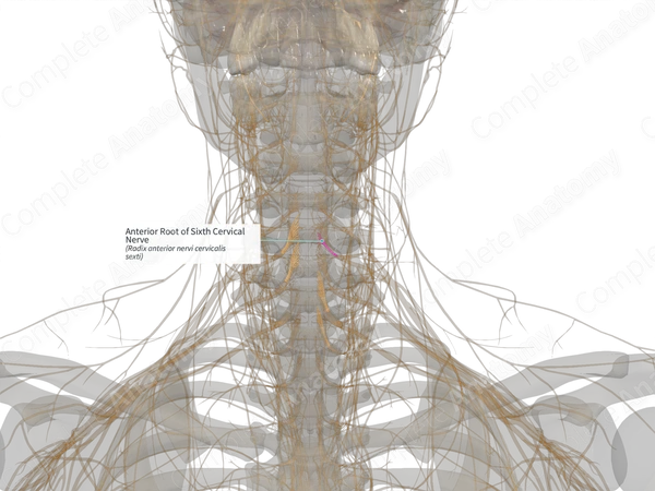 Anterior Root of Sixth Cervical Nerve (Right) | Complete Anatomy