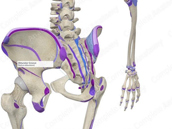 Obturator Groove | Complete Anatomy