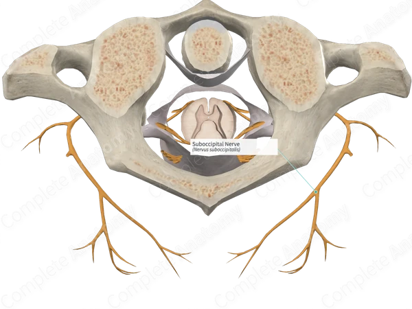 Suboccipital Nerve | Complete Anatomy