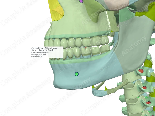 Cervical Line of Mandibular Second Premolar Tooth | Complete Anatomy