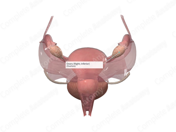 Ovary (Right; Inferior) | Complete Anatomy