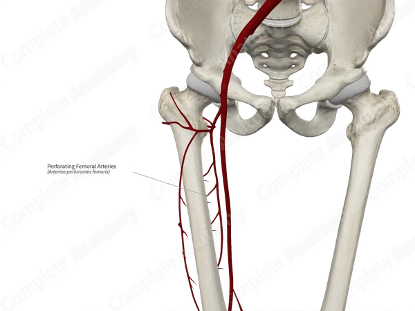 Perforating Femoral Arteries | Complete Anatomy