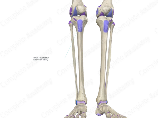 Tibial Tuberosity | Complete Anatomy