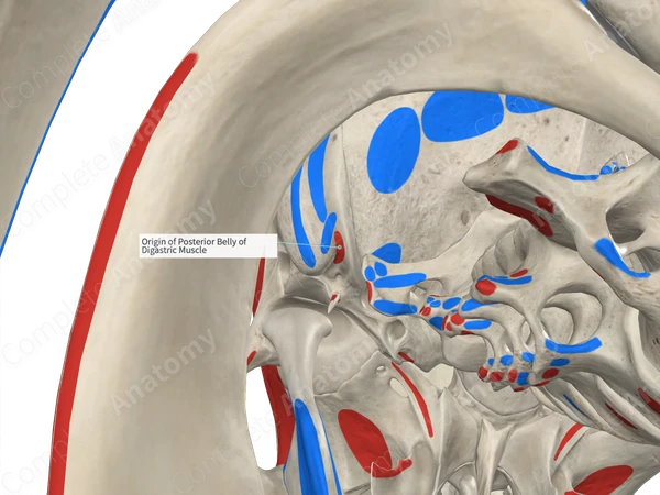 Origin of Posterior Belly of Digastric Muscle | Complete Anatomy