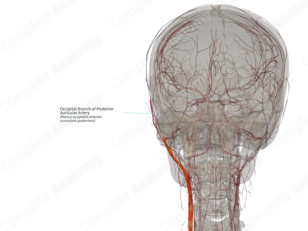 Occipital Branch of Posterior Auricular Artery (Right) | Complete Anatomy
