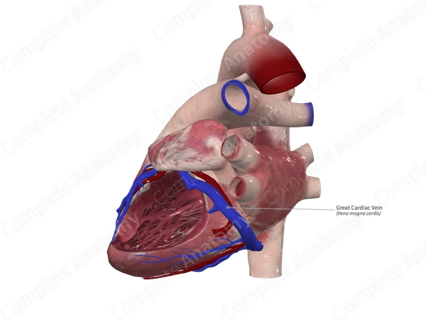 Great Cardiac Vein | Complete Anatomy