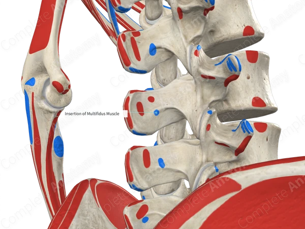 Insertion of Multifidus Muscle | Complete Anatomy
