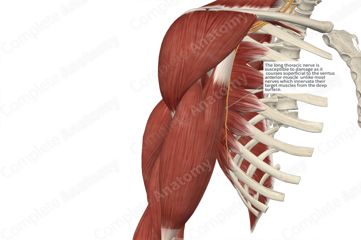 Long Thoracic Nerve | Complete Anatomy