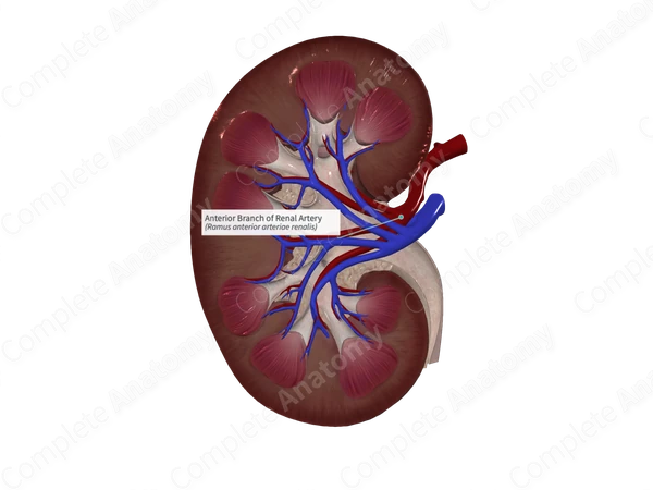 Anterior Branch of Renal Artery | Complete Anatomy