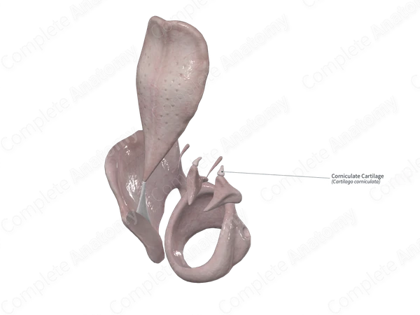 Cartilage Corniculate