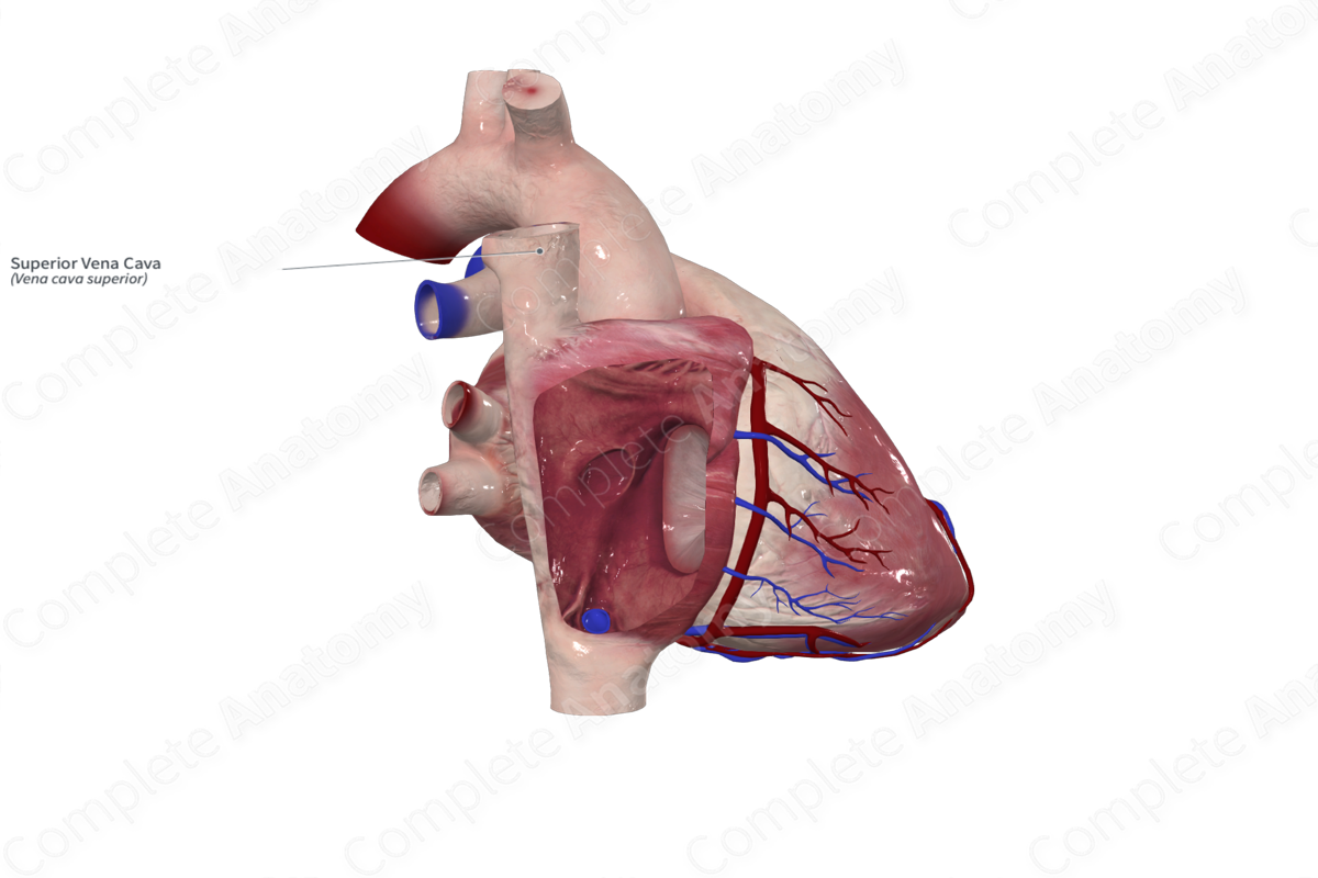 Superior Vena Cava | Complete Anatomy