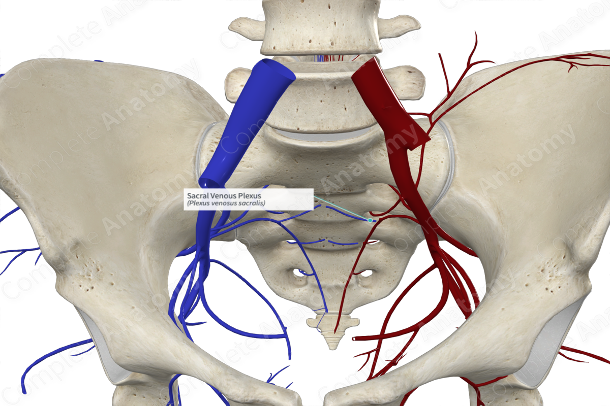 Sacral Venous Plexus Complete Anatomy