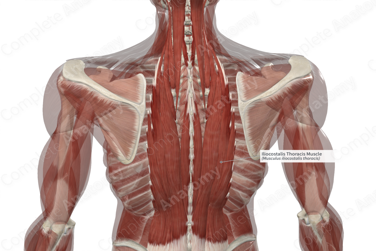 Iliocostalis Thoracis Muscle | Complete Anatomy