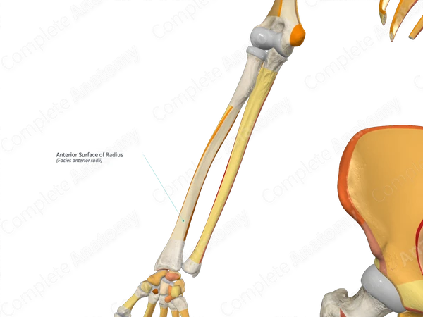 Anterior Surface of Radius | Complete Anatomy