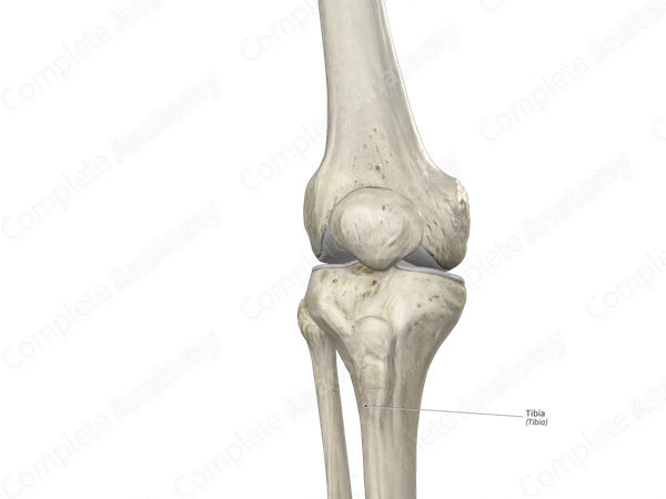 Tibia | Complete Anatomy
