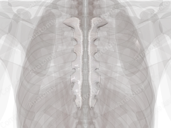 Sternochondral Joints | Complete Anatomy