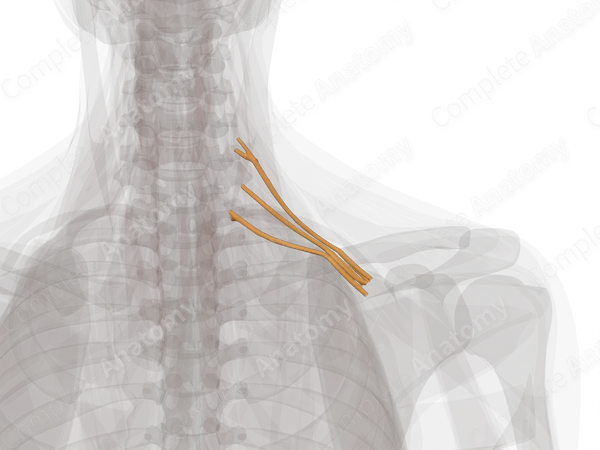 Supraclavicular Part of Brachial Plexus (Left) | Complete Anatomy