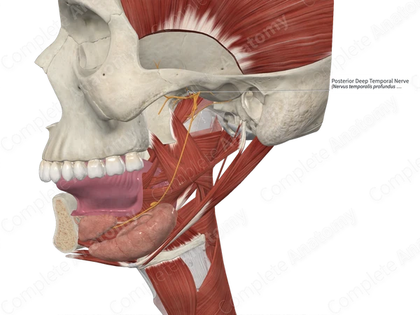 Posterior Deep Temporal Nerve | Complete Anatomy