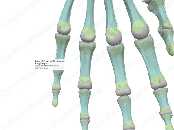 Base of Proximal Phalanx of Ring Finger | Complete Anatomy