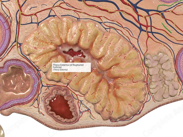 Theca Externa (of Ruptured Follicle) | Complete Anatomy