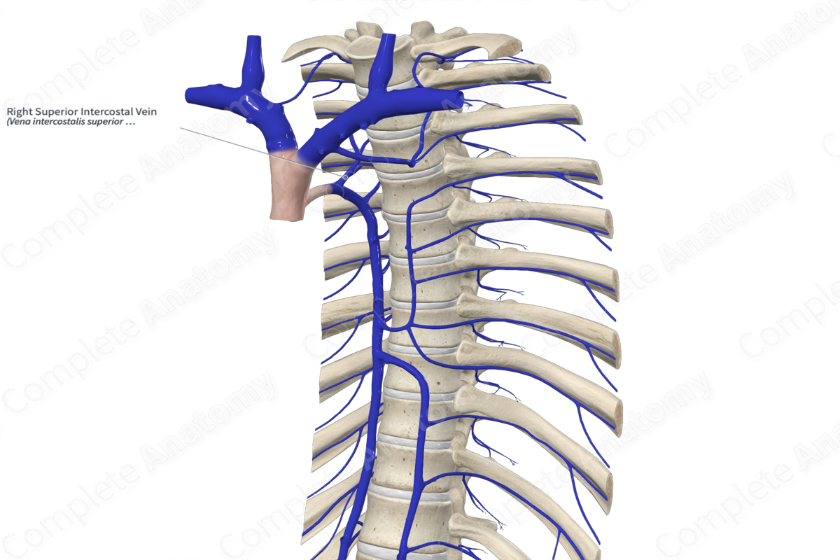 Right Superior Intercostal Vein | Complete Anatomy